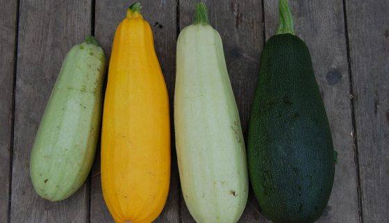 How Does Zucchini Grow? | American Farm Bureau Foundation for Agriculture