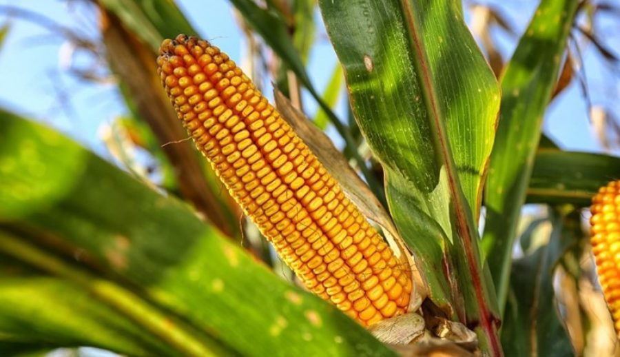Different Types of Corn & How They are Used | American Farm Bureau ...